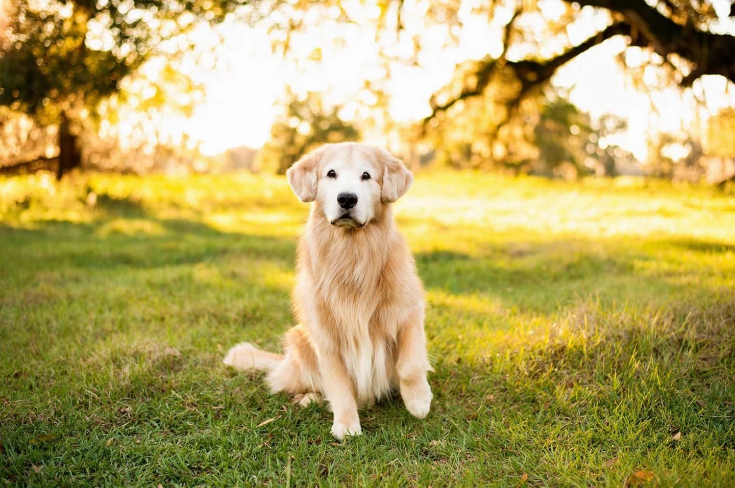 Best Ways To Avoid Common Pet Travel Mistakes AnnMarie John